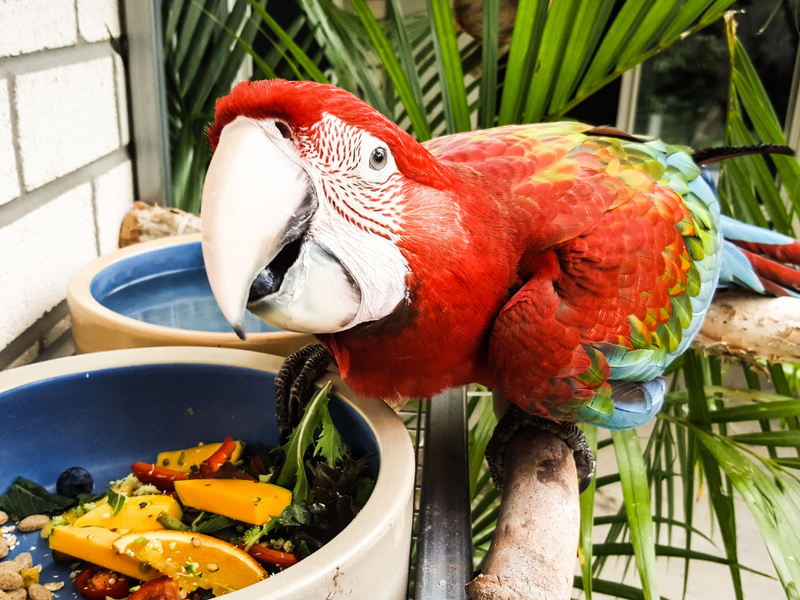 Diet and Feeding Webinar | Parrot Life B+T