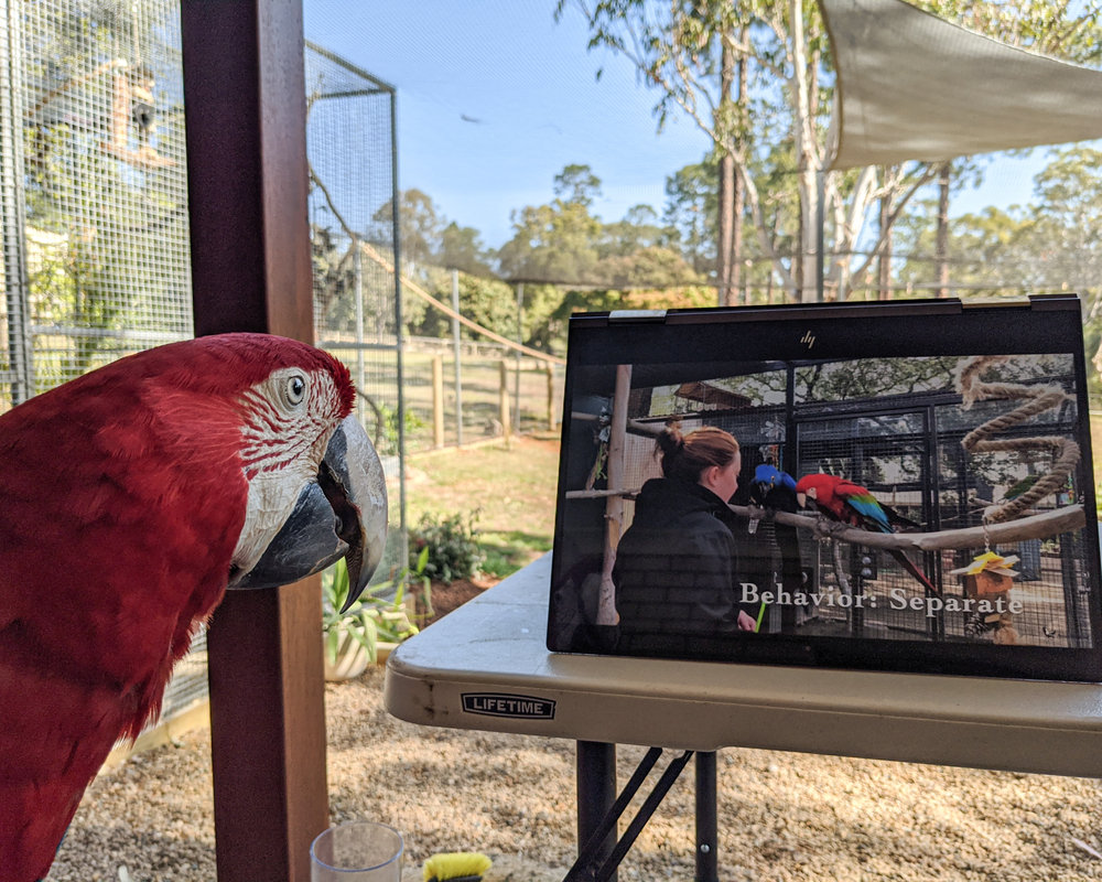 Parrot Training Academy 101 On-Demand | Parrot Life B+T