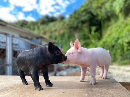 各事業所紹介 | 那覇ミートホームページ