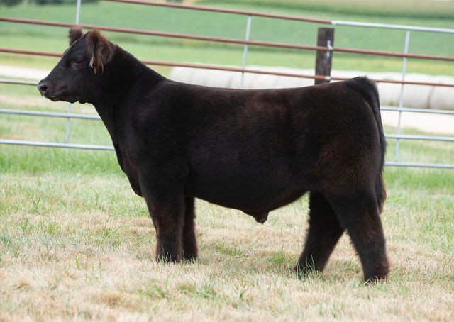 WILSON CATTLE COMPANY, TODAY ON SC ONLINE SALES