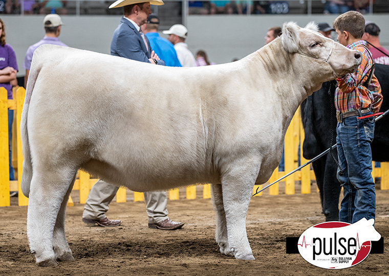 CHAMPION COMMERCIAL HEIFER INDIANA STATE FAIR SIRED BY IGWT