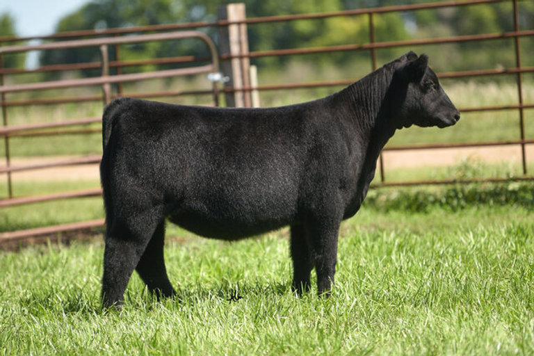 BORMANN & LISS SHOW CATTLE, RODGERS BULL SIRED HIGH SELLER