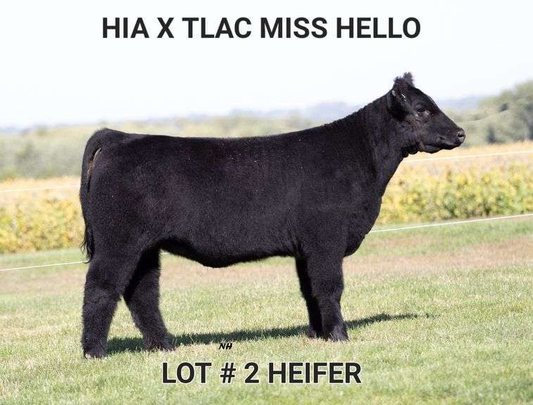 Triple JD Cattle/ Horizon Cattle Private Treaty Phone bid off sells Today