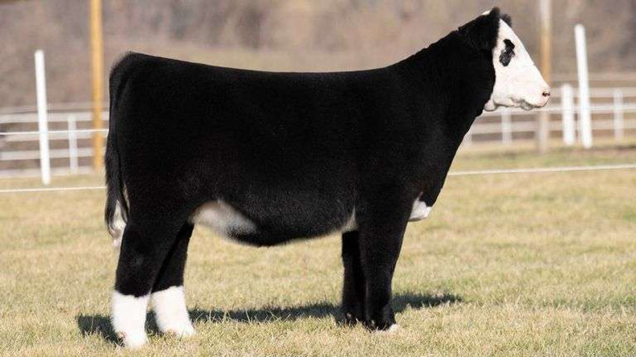 EWING CATTLE COMPANY, RODGERS BULLS SIRED HIGH SELLER