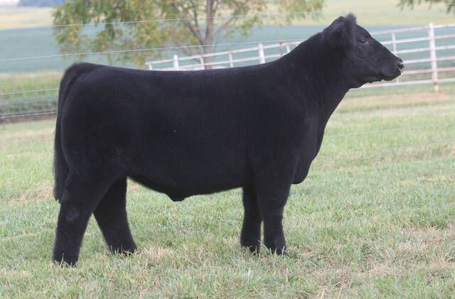SNAKE RUN CATTLE CO & MEADOW LAKE ANGUS, SEPT. 27 ON SC ONLINE SALES