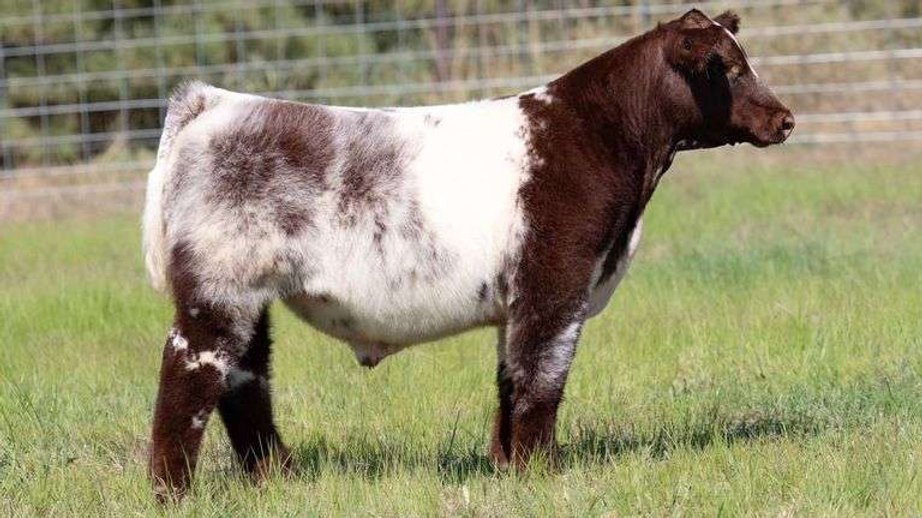 CORNELIUS FAMILY FARMS, OCT. 9 ON STEERBIDDER