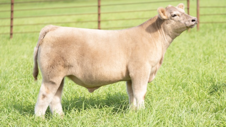 Congratulations Walsh Cattle on your RCC sired High Sellers