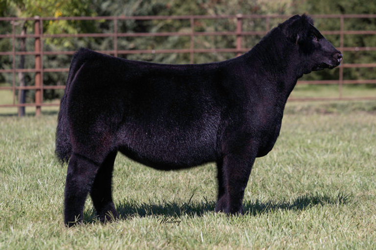 SATURDAY NIGHT LIVE, RODGERS BULLS SIRED HIGH SELLER