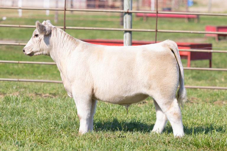 LINE SHOW CATTLE, SEPT. 18 ON SC ONLINE SALES