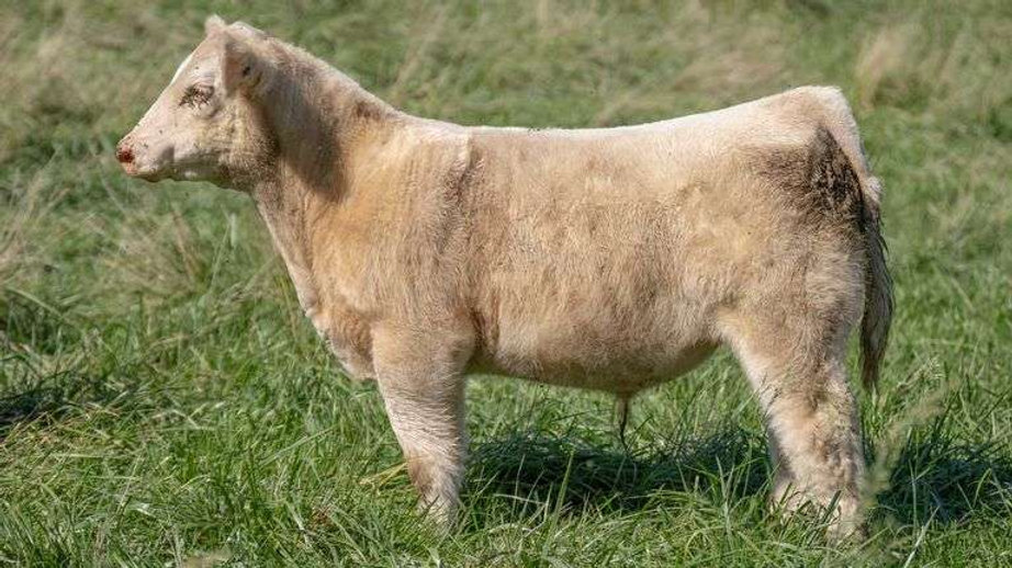 GREINER CATTLE COMPANY, TODAY ON STEERBIDDER