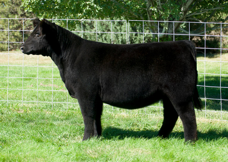 Congratulations Tracy Cattle on your RCC sired High Sellers