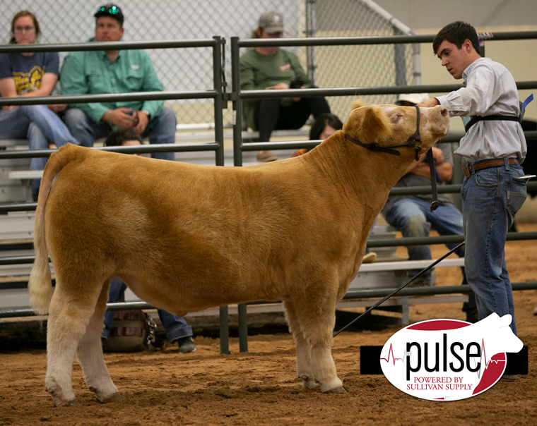 Reserve Simmental Steer HOT Fair sired by IGWT