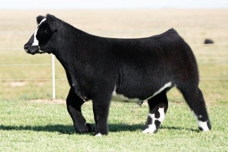 COPELAND SHOW CATTLE, RODGERS BULLS SIRED HIGH SELLERS