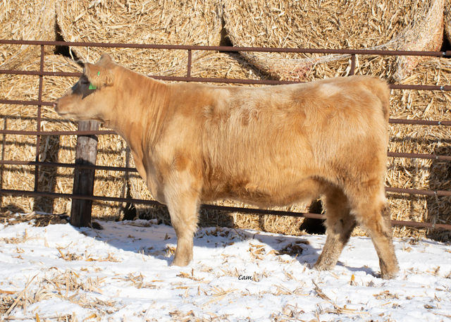 GOTTO CATTLE BRED HEIFER SALE SELLS TODAY ON SC ONLINE