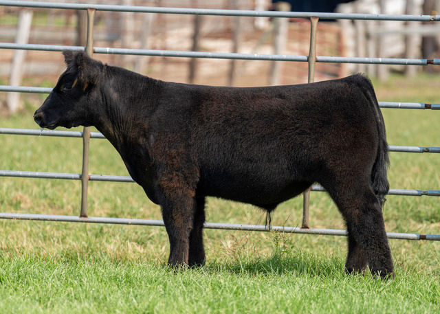 Congratulations Putz Cattle on your RCC sired High Sellers