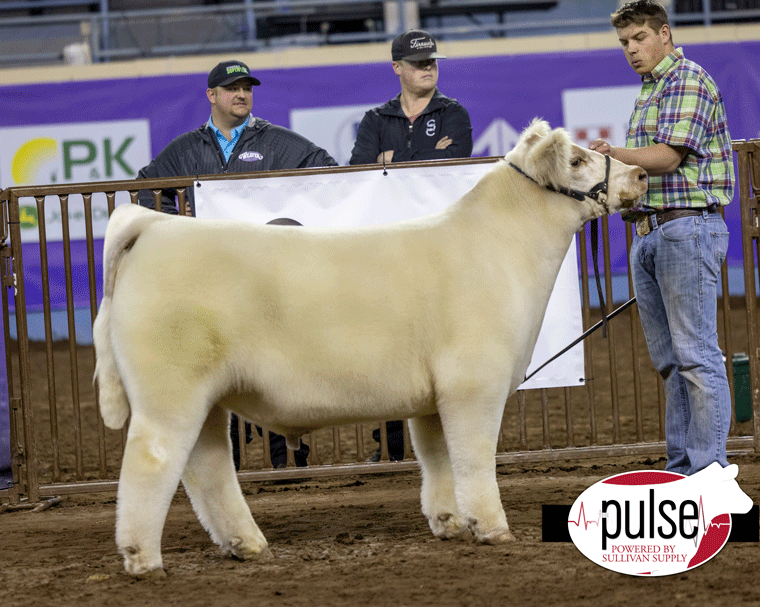FIFTH OVERALL PROSPECT STEER CATTLEMENS CONGRESS SIRED BY IGWT