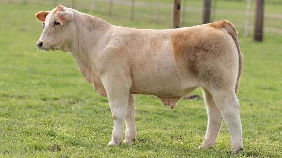CONGRATULATIONS EMBRY CATTLE COMPANY ON YOUR RODGERS BULLS SIRED HIGH ...