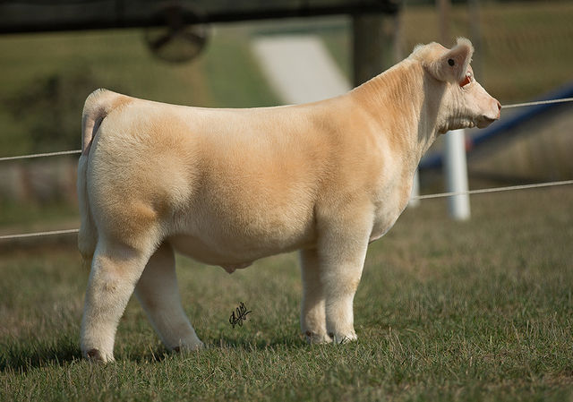 Congratulations Heim/Suhr on your RCC sired High Sellers