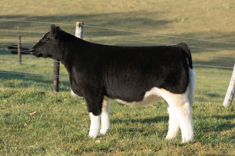 Abney Family Cattle SC Online Sale Nov. 1