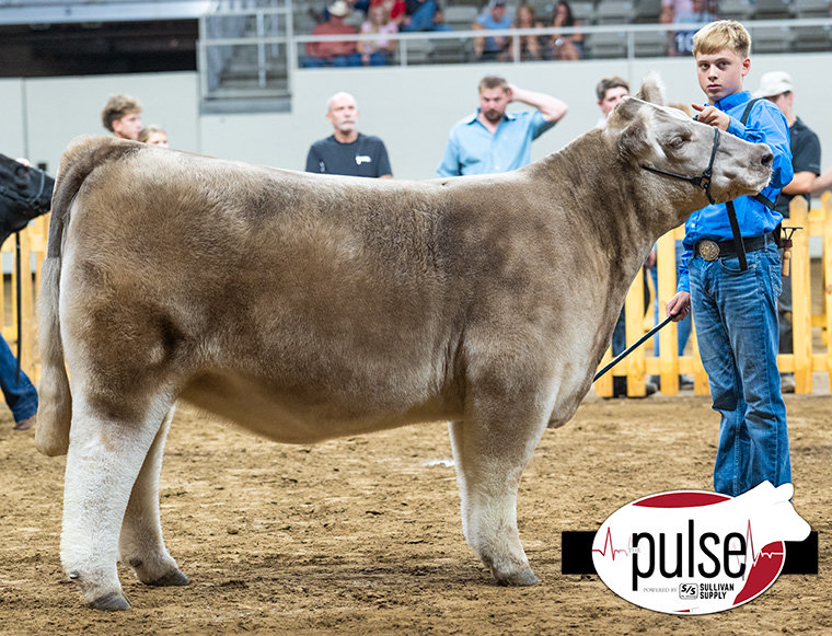CHAMPION MARKET HEIFER INDIANA STATE FAIR SIRED BY IGWT