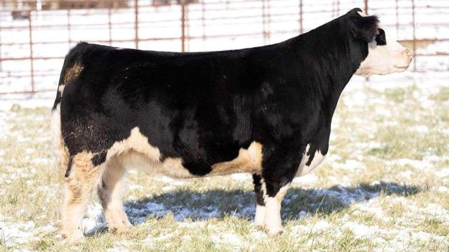 FERGUSON CATTLE COMPANY, TODAY ON STEERBIDDER