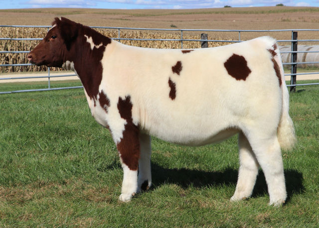 Congratulations Wilson Cattle Company on your RCC sired High Seller
