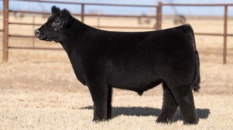 THE POT OF GOLD CATTLE EVENT SELLS TODAY ON STEERBIDDER