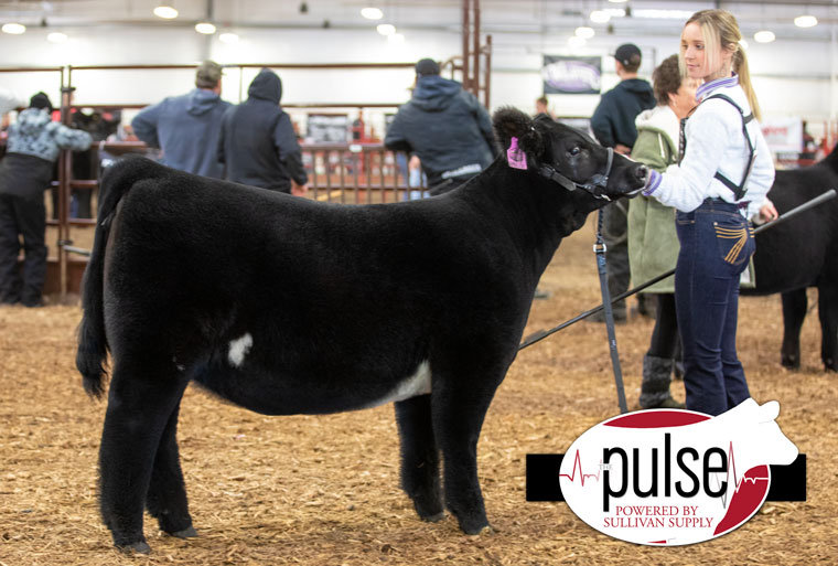 Reserve Chianina Heifer Ring A Badger Brawl sired by Getcha Some