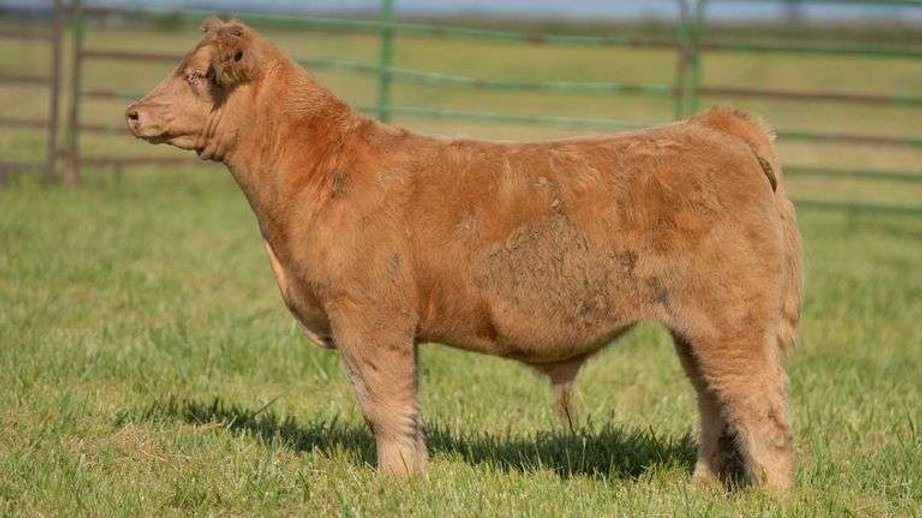 FERGUSON CATTLE COMPANY, RODGERS BULLS SIRED HIGH SELLERS