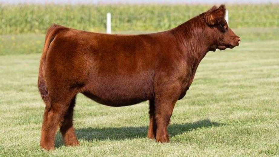 LORENTZ SHOW CATTLE, RODGERS BULLS SIRED HIGH SELLERS