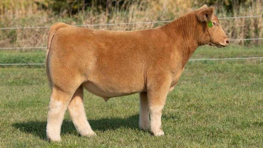 Congratulations 3R Cattle on your RCC sired High Sellers