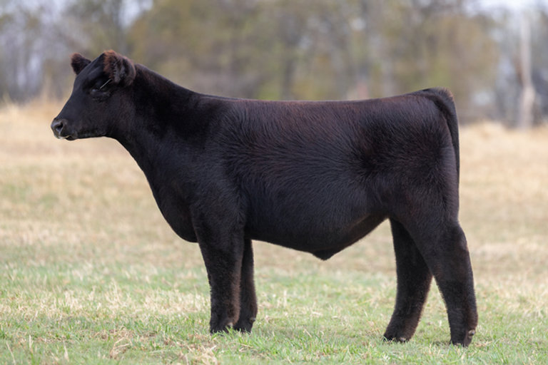LIGHTNING RIDGE CATTLE COMPANY, RODGERS BULLS SIRED HIGH SELLER