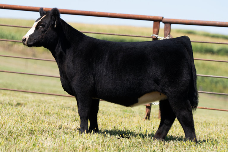 FLITSCH SHOW CATTLE, RODGERS BULLS SIRED HIGH SELLERS