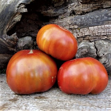 RUSTED SOUL | tomatogalaxy