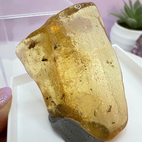 Chihlimbar insecte fosilizate, kopal brut | Unicatshop