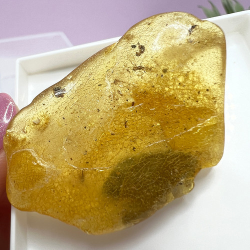 Chihlimbar Kopal cu insecte de colectie, unicat | Unicatshop