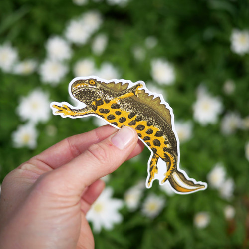 Great Crested Newt Vinyl Sticker | Silverpasta Crafts