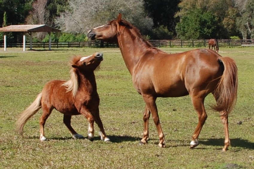 Retired Racehorse Adoption | Step Ahead Thoroughbred Retirement ...
