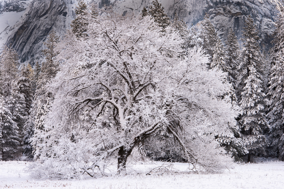 Portrait Photographer | Engstrom Photography | United States