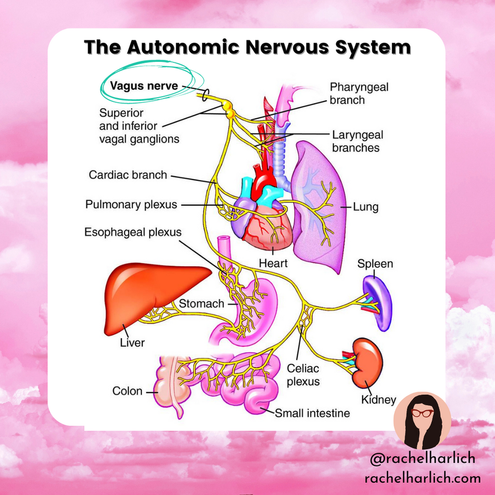5 Key Concepts in Polyvagal TheoryPolyvagal Theory (created by Stephen ...