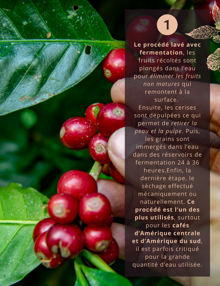 La transformation du fruit du caféier en grain de café, une étape ...