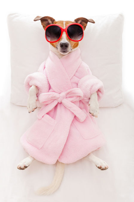 Inside and Outside Detox For Dogs