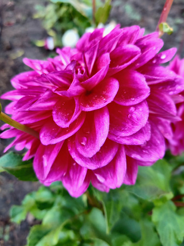 Purplicious | Dirty Girls Flowers