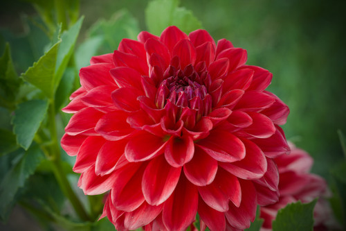 Ruby Foss | Dirty Girls Flowers