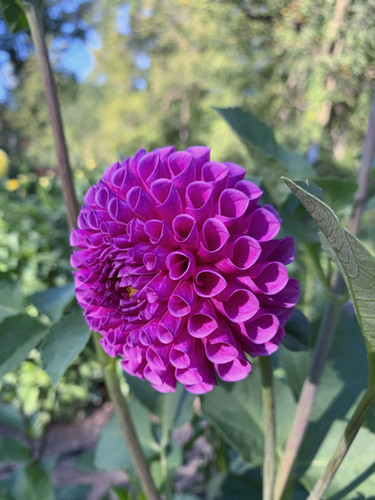 Robann Regal | Dirty Girls Flowers