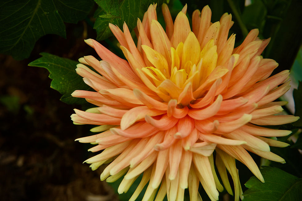 Restock | Dirty Girls Flowers