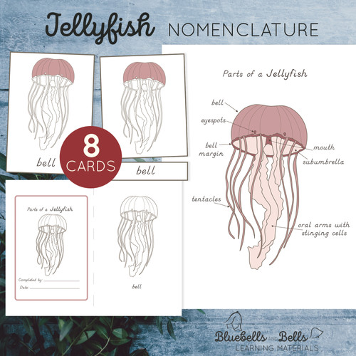 Parts of a Jellyfish Nomenclature cards, control charts, blackline ...
