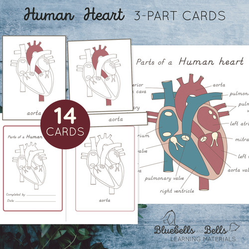 Parts of a Human heart Nomenclature 3-part cards, charts, blackline ...