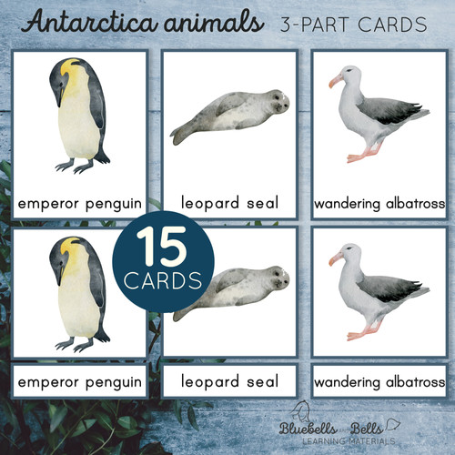 Animals of Antarctica Montessori 3-part cards | Bluebellsandbells