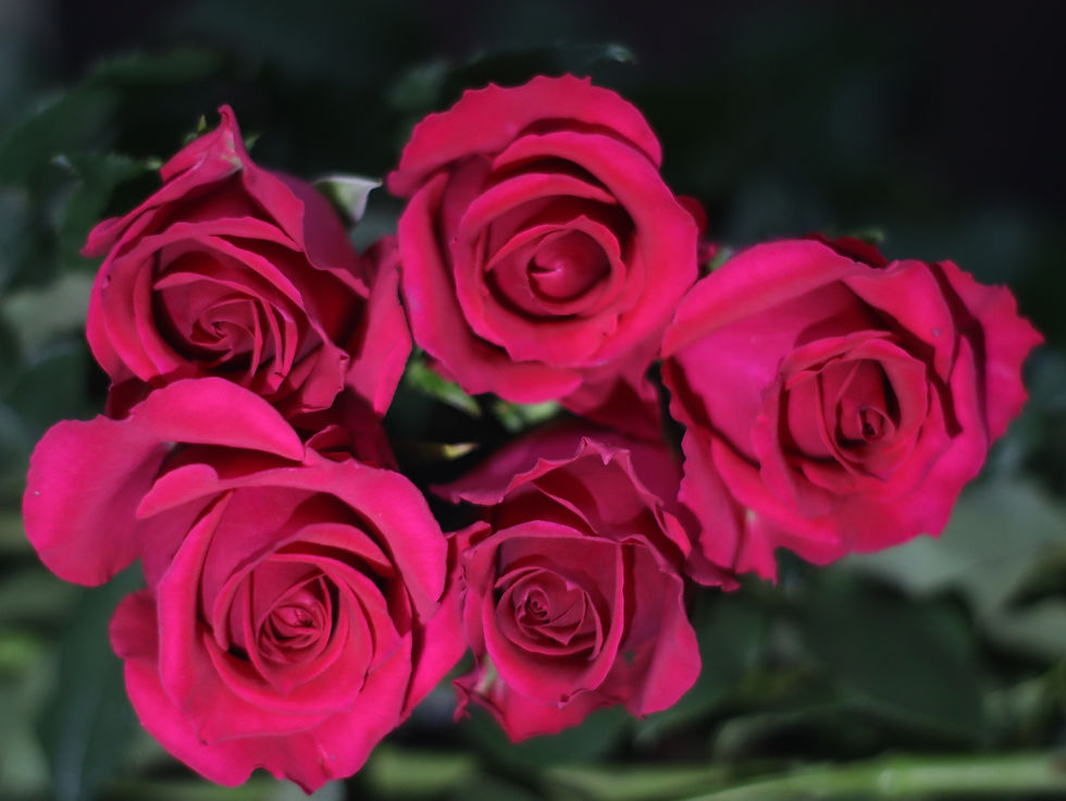 Roses | Valentine Growers